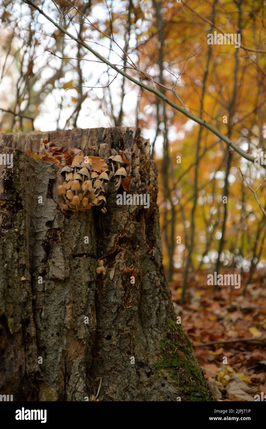 Un vecchio tronco d'albero tagliato con funghi e muschio in una foresta ...