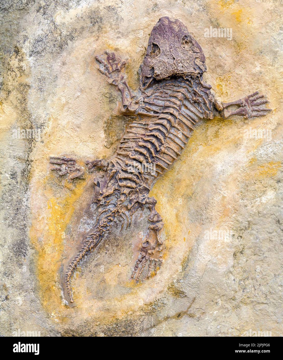 Fossili 1 immagini e fotografie stock ad alta risoluzione - Alamy