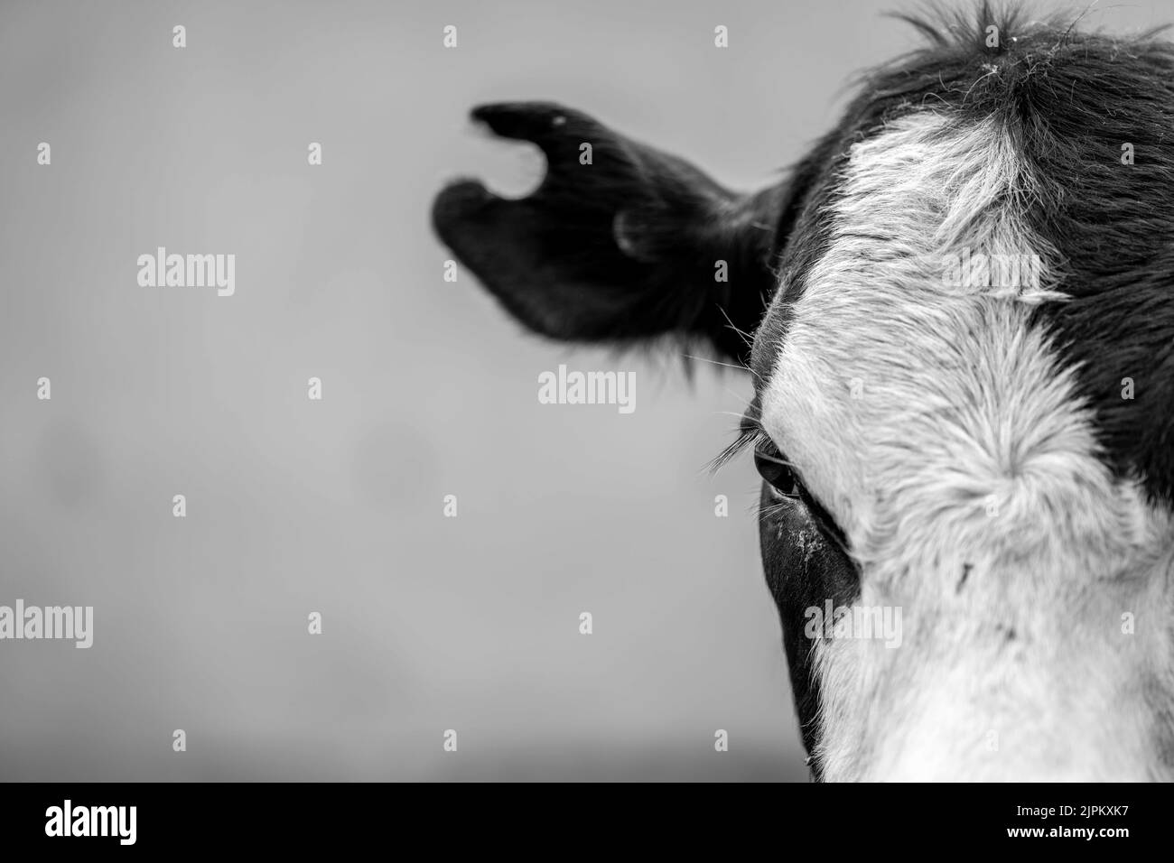 Australian cattle farm Foto e Immagini Stock in Bianco e Nero - Alamy