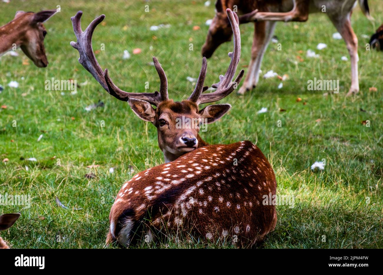 Big antlers immagini e fotografie stock ad alta risoluzione - Alamy