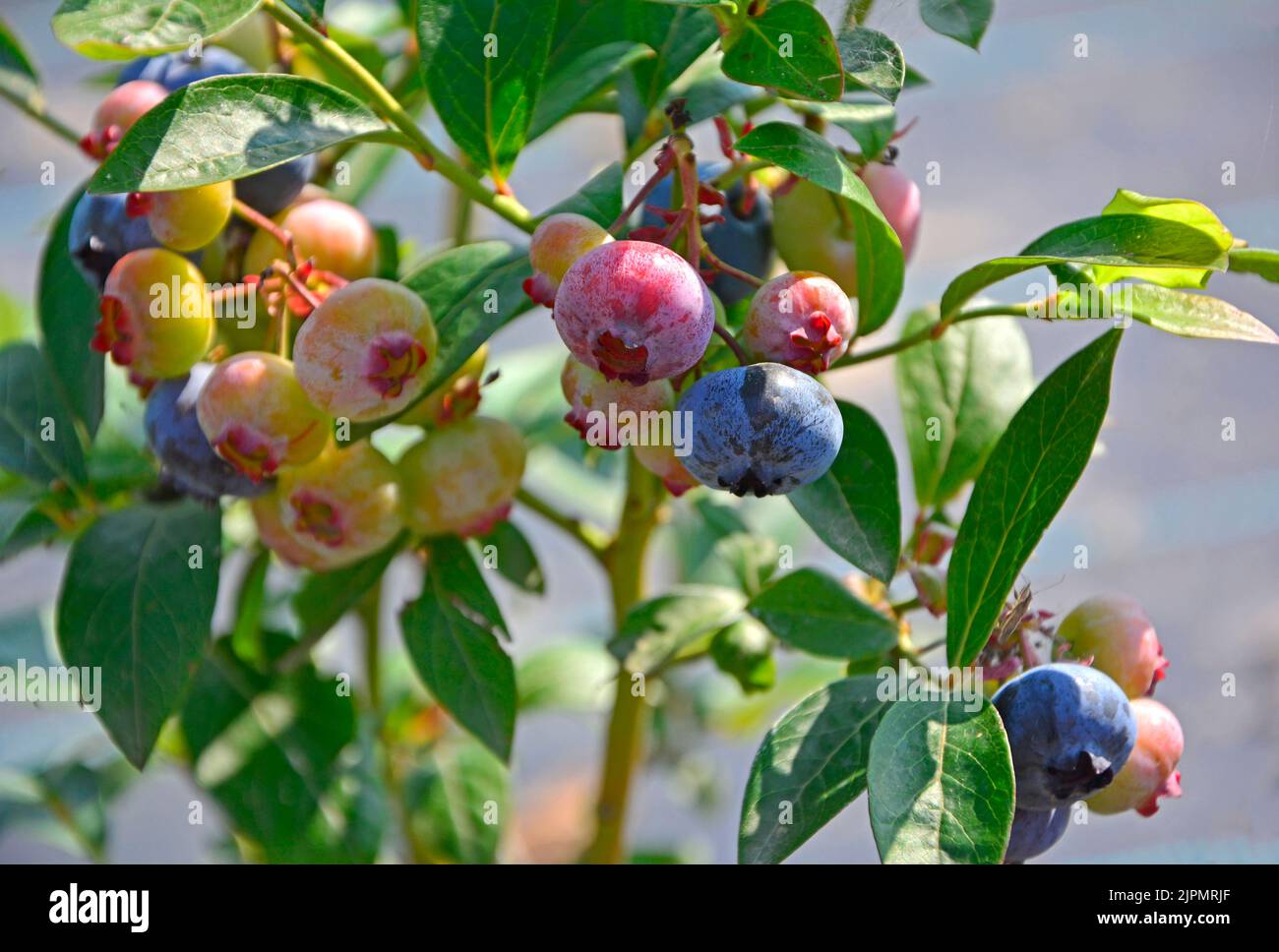 Pianta acidofila immagini e fotografie stock ad alta risoluzione - Alamy