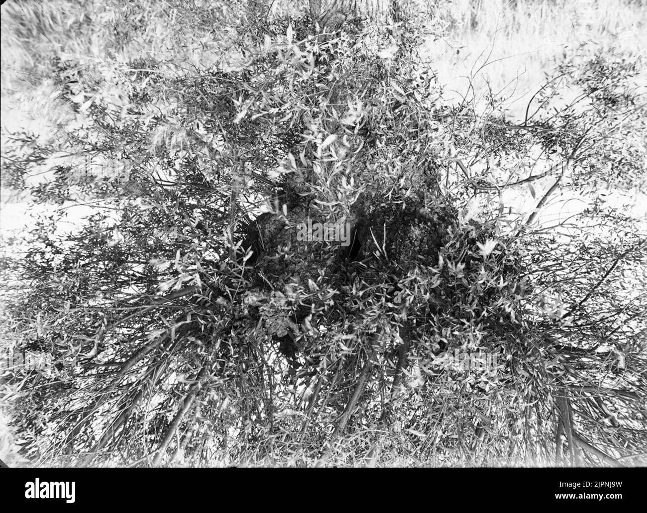 Salix species Foto e Immagini Stock in Bianco e Nero - Alamy