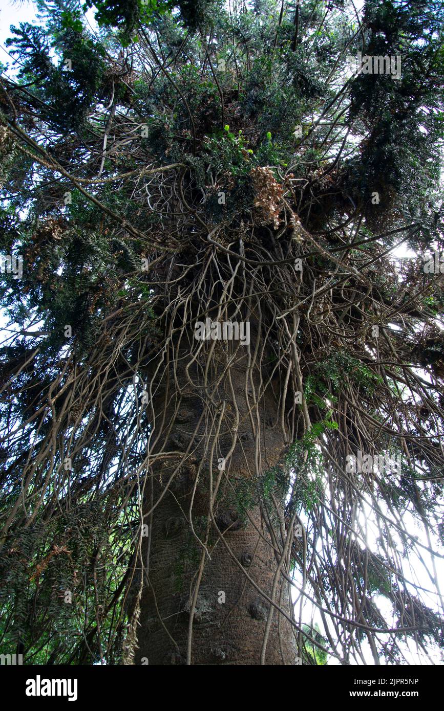 Bunya park immagini e fotografie stock ad alta risoluzione - Alamy