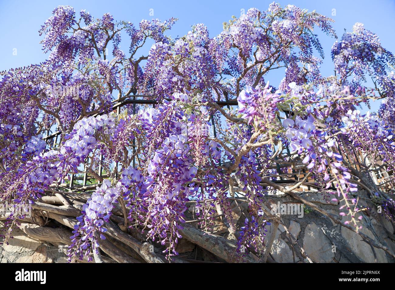 Pianta rampicante con fiori blu immagini e fotografie stock ad alta ...