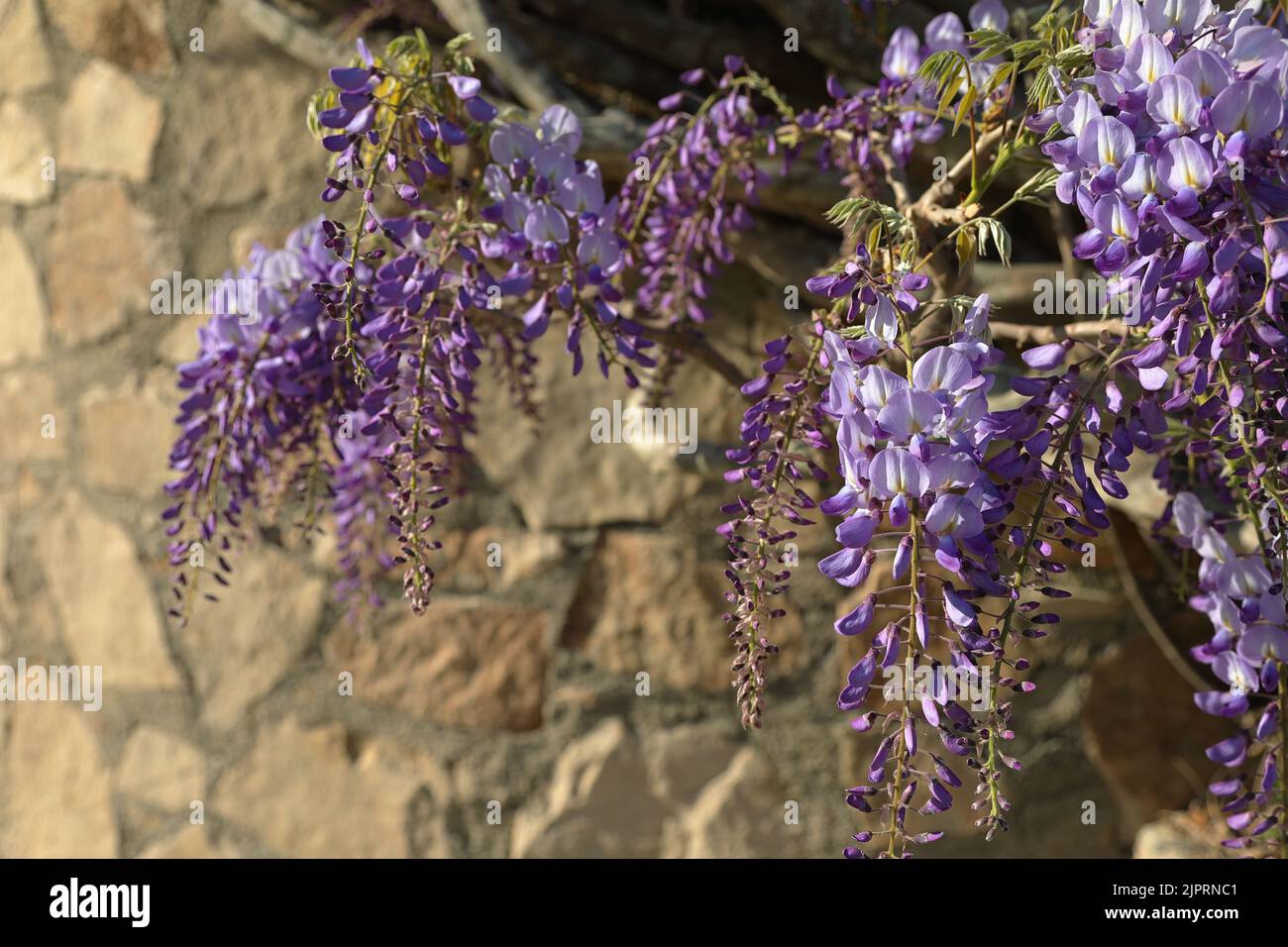 Pianta rampicante con fiori blu immagini e fotografie stock ad alta ...