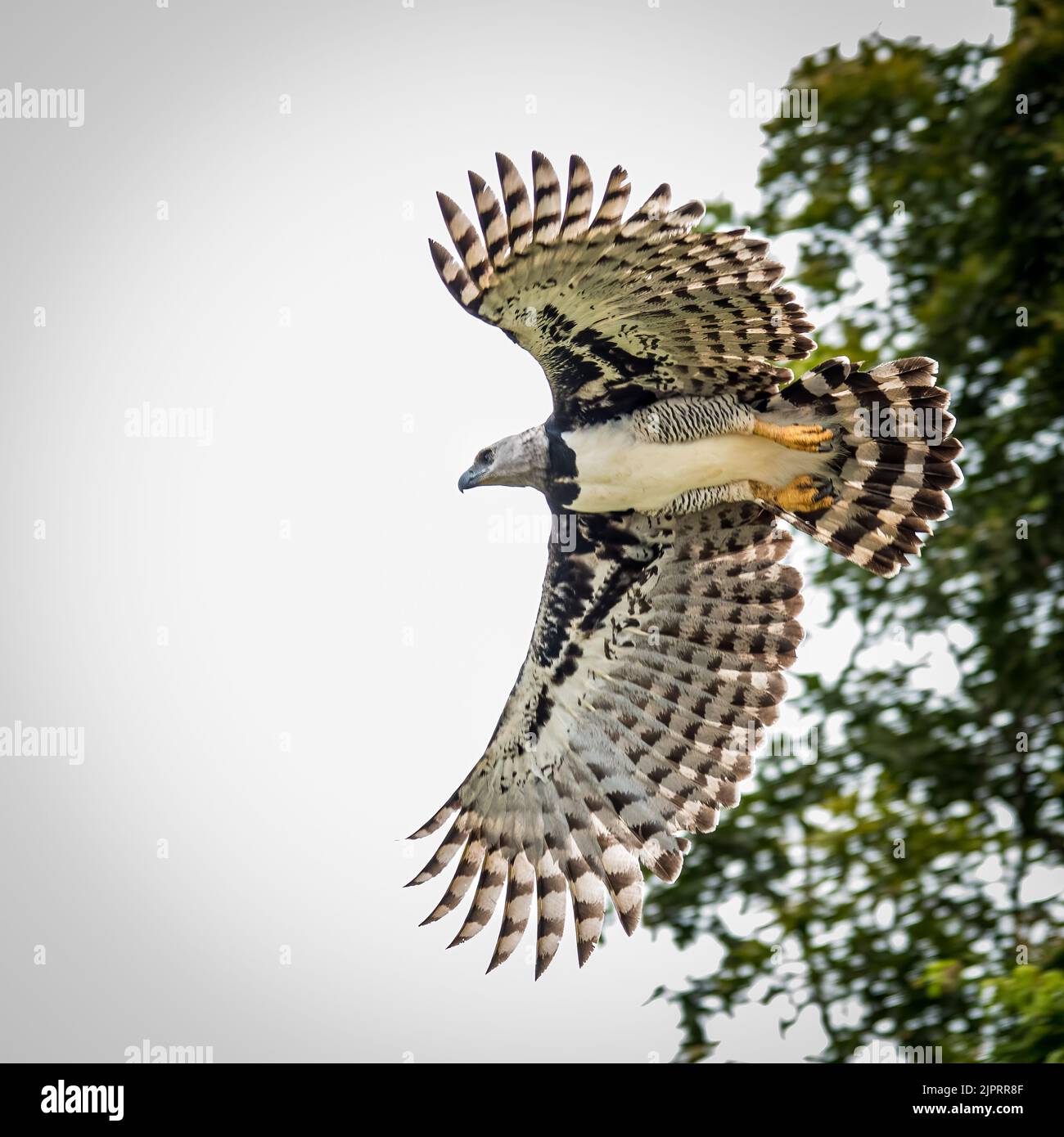 Harpy eagle harpia harpyja immagini e fotografie stock ad alta ...