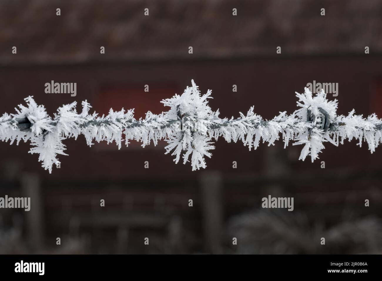 Recinzione di filo spinato brina congelamento freddo immagini e ...