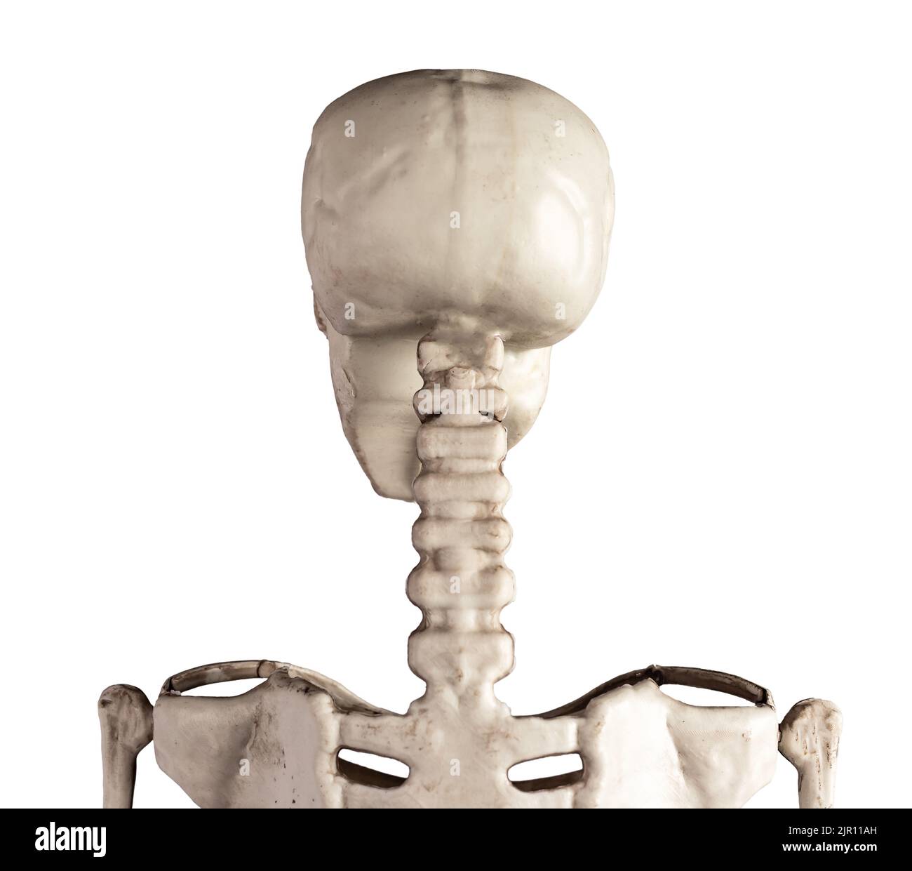 Vista posteriore scheletro umano immagini e fotografie stock ad alta ...