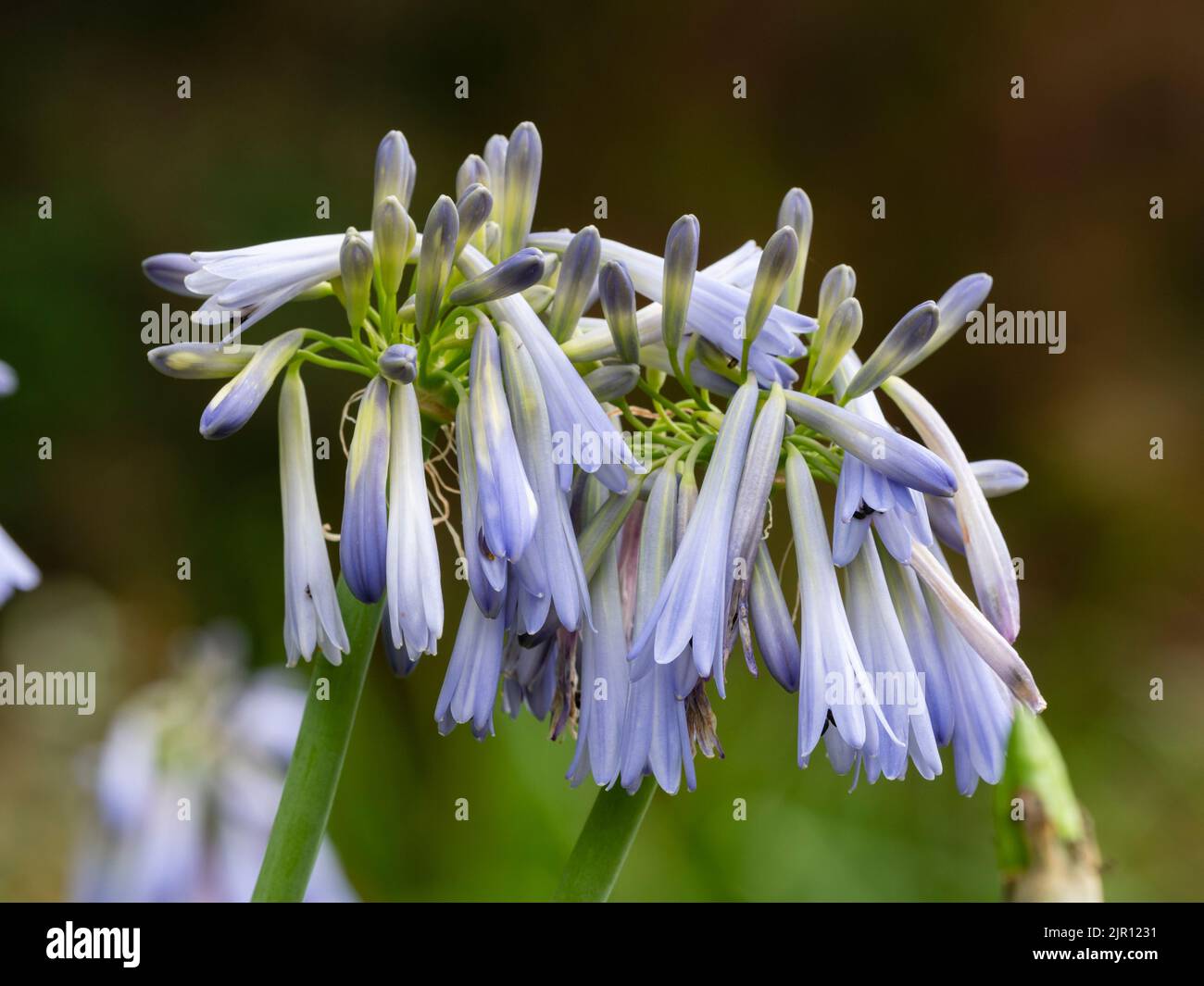 Fiori penduli immagini e fotografie stock ad alta risoluzione - Alamy
