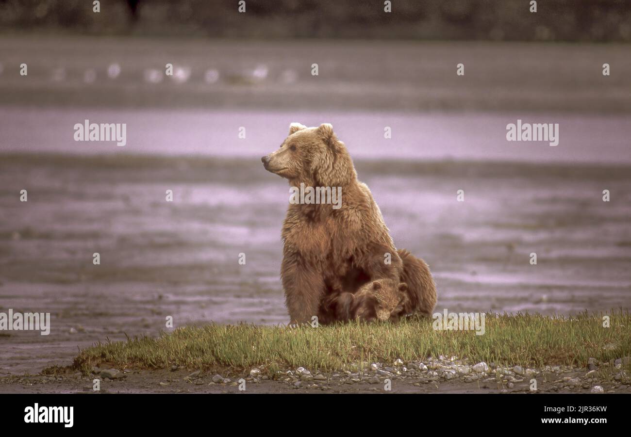 Alaskam orso grizzly ursus arctosalaskan orso grizzly ursus arctos ...