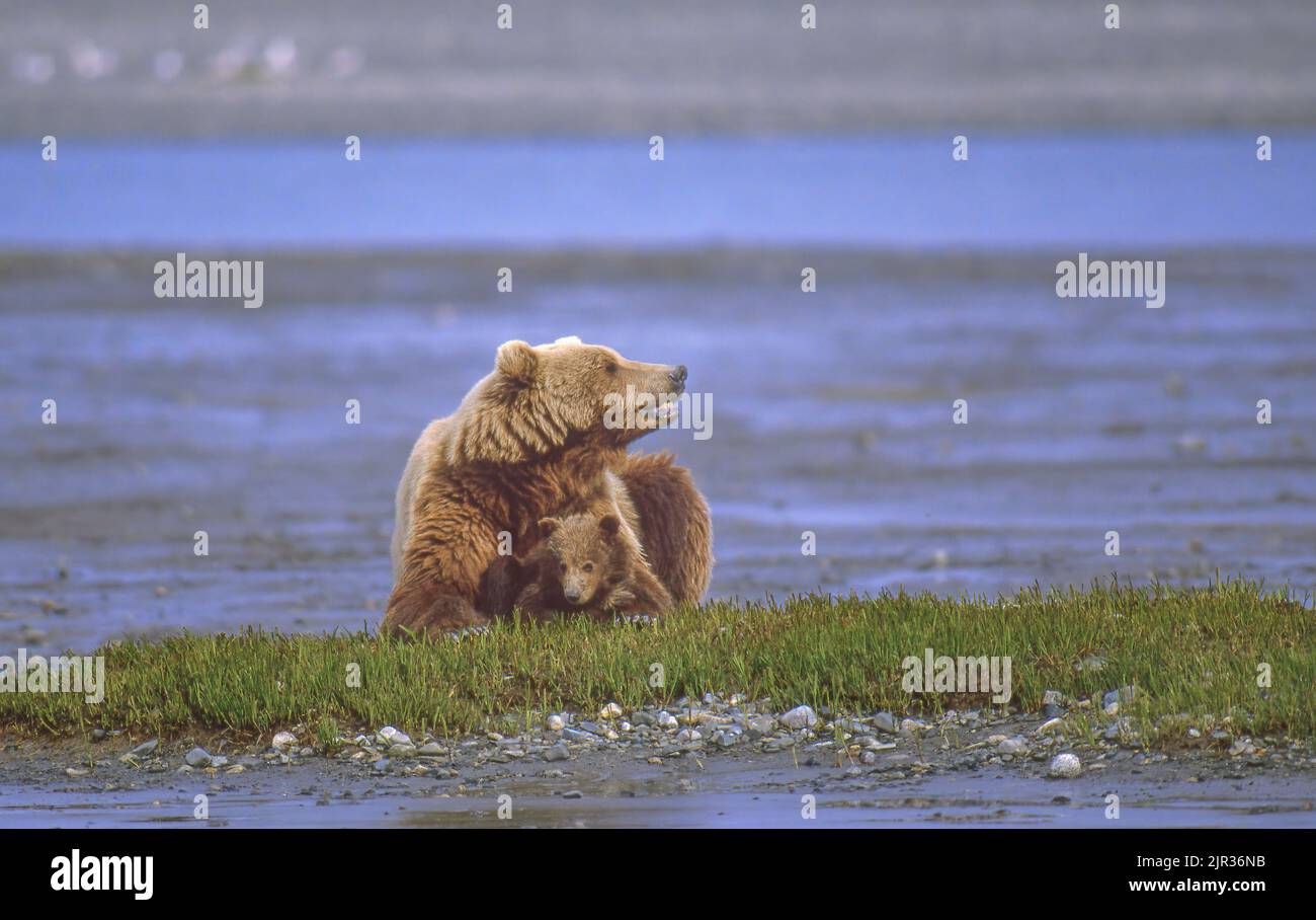 Alaskam orso grizzly ursus arctosalaskan orso grizzly ursus arctos ...