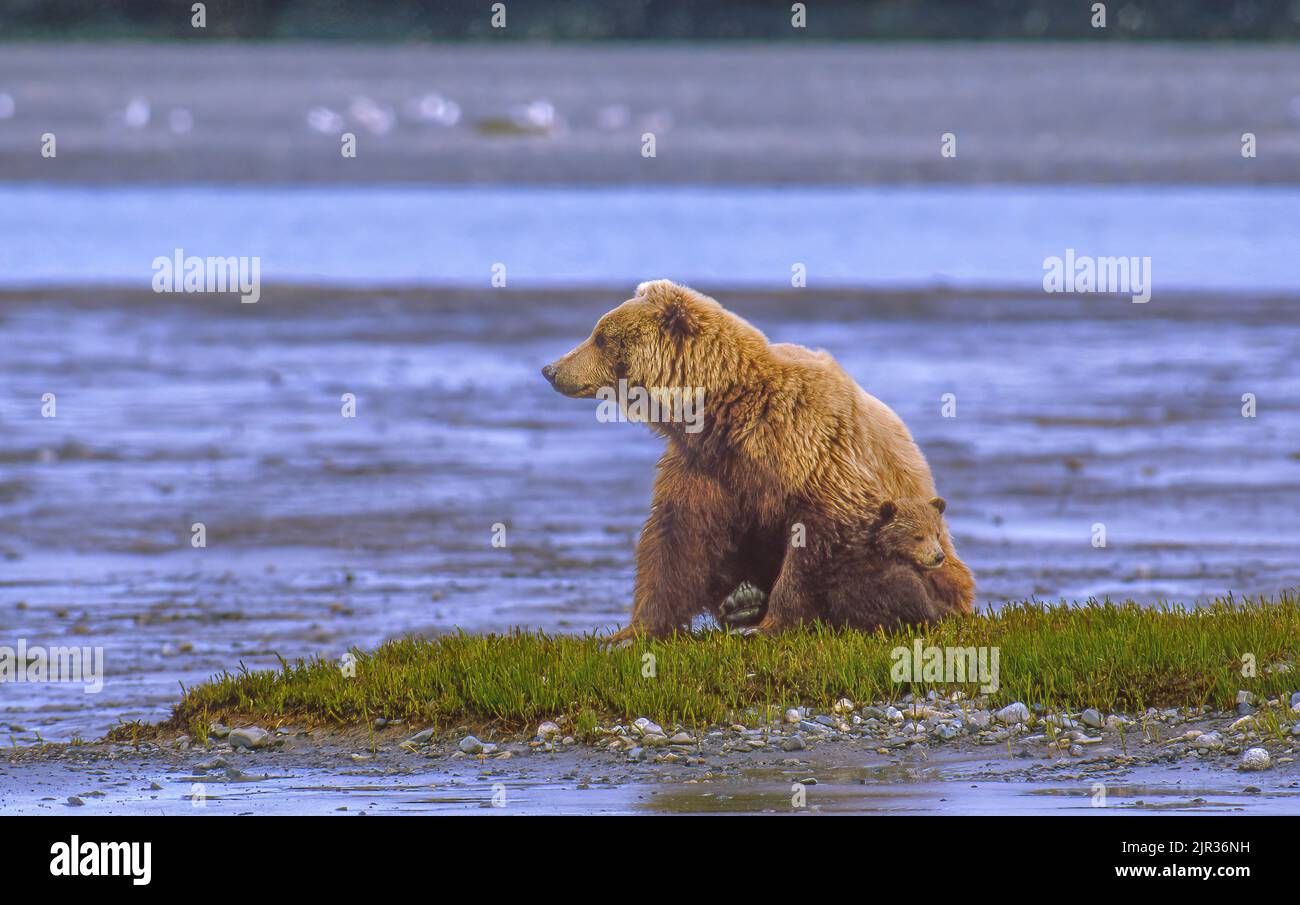 Alaskam orso grizzly ursus arctosalaskan orso grizzly ursus arctos ...