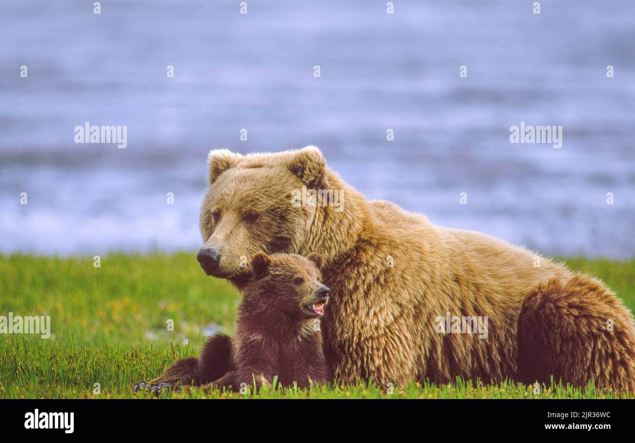 Alaskam orso grizzly ursus arctosalaskan orso grizzly ursus arctos ...