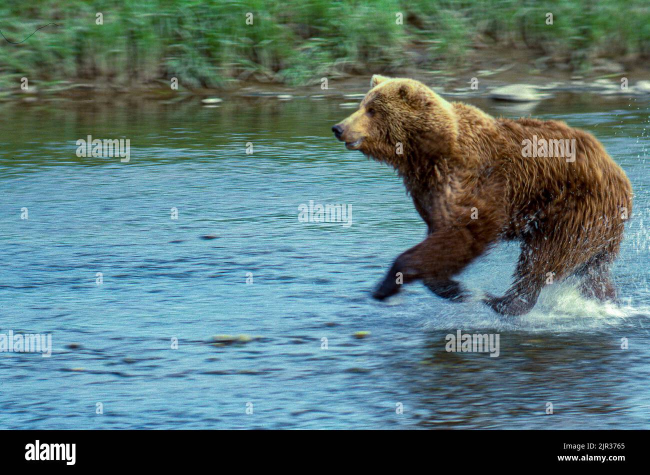 Alaskam orso grizzly ursus arctosalaskan orso grizzly ursus arctos ...