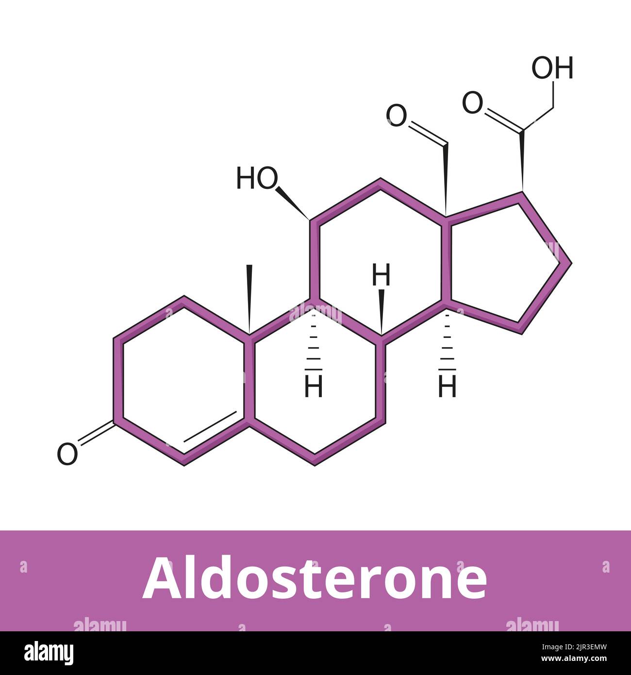 Sistema renina angiotensina aldosterone immagini e fotografie stock ad ...