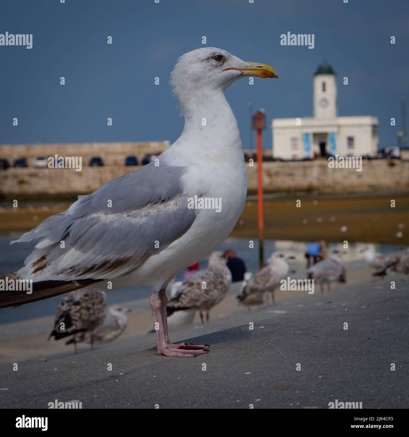 Problema dei gabbiani immagini e fotografie stock ad alta risoluzione ...