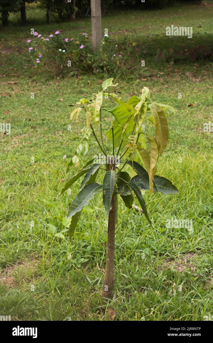 Pianta di mango potata immagini e fotografie stock ad alta risoluzione ...
