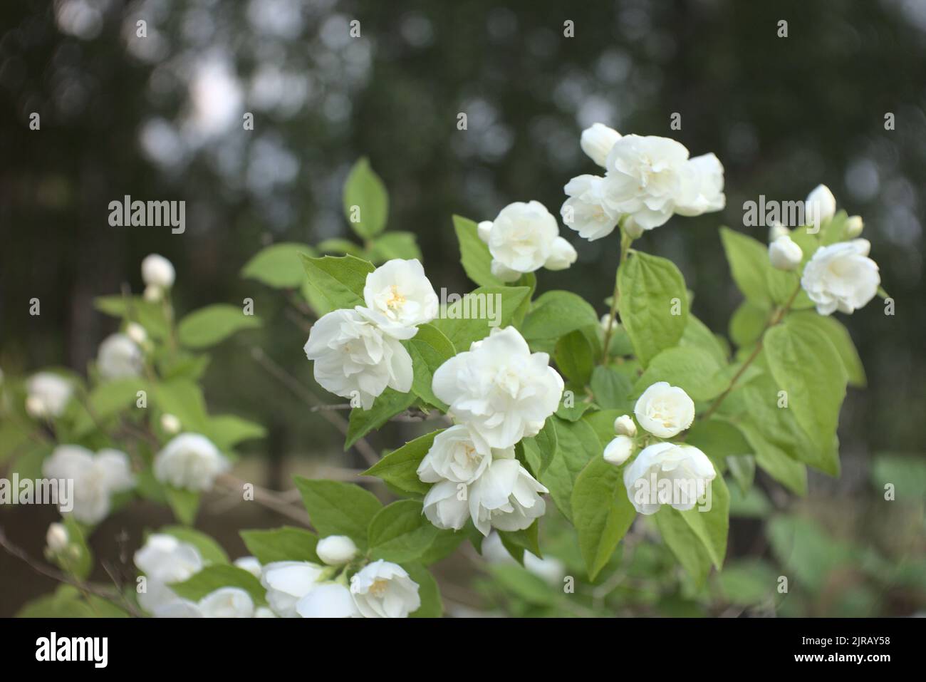 Philadelphus virginal immagini e fotografie stock ad alta risoluzione ...