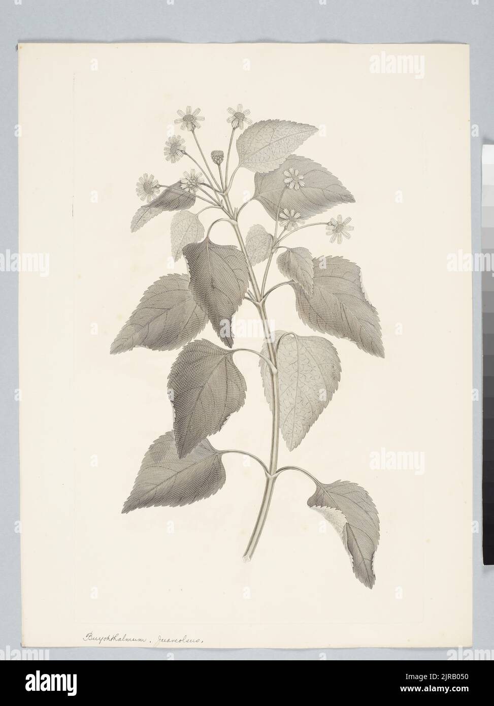 Wedelia biflora (Linnaeus) de Candolle a Wight, di Sydney Parkinson ...