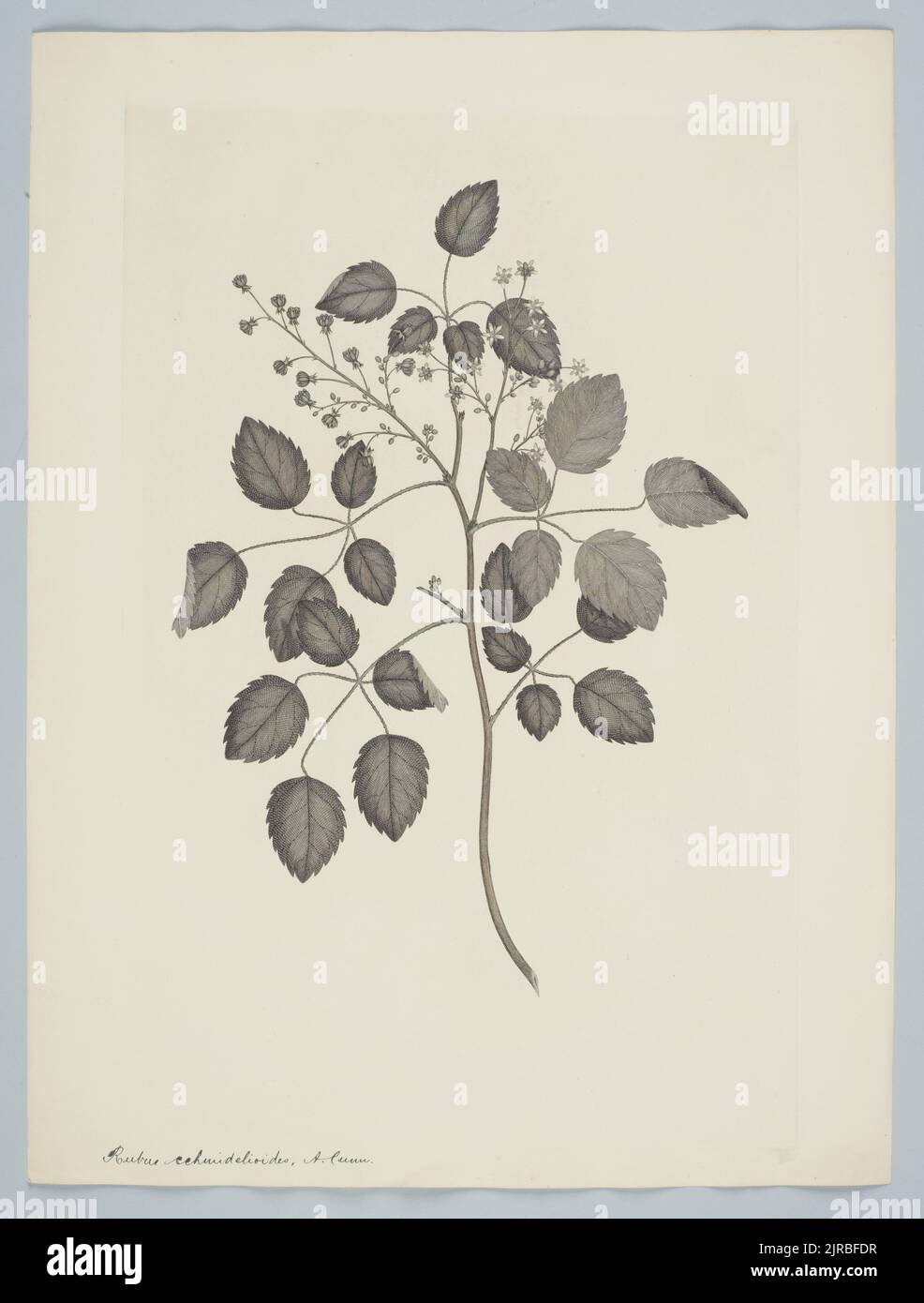 Rubus australis immagini e fotografie stock ad alta risoluzione - Alamy