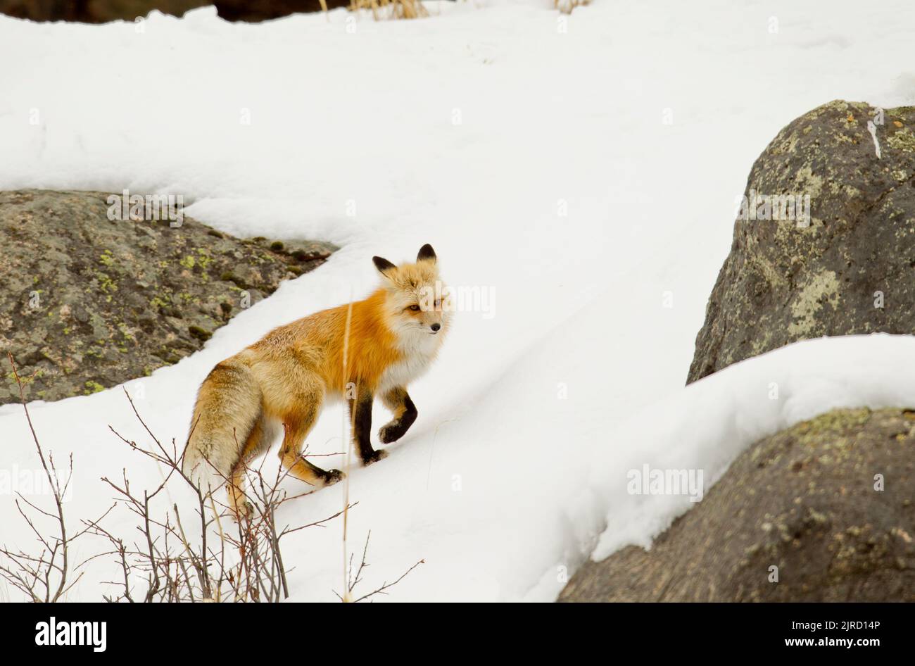 Profilo di volpe rossa vulpes vulpes immagini e fotografie stock ad ...