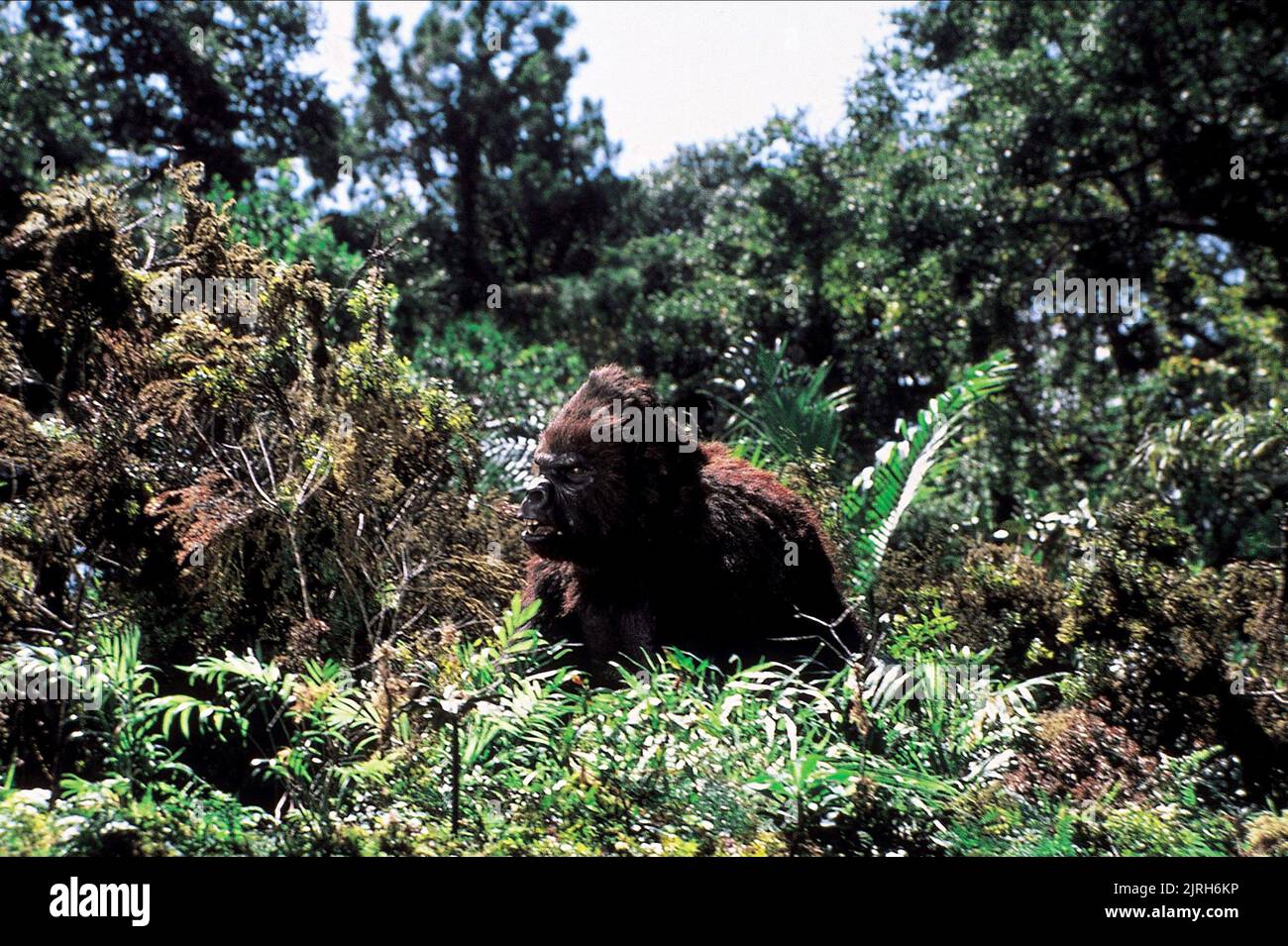 King kong lebt immagini e fotografie stock ad alta risoluzione - Alamy