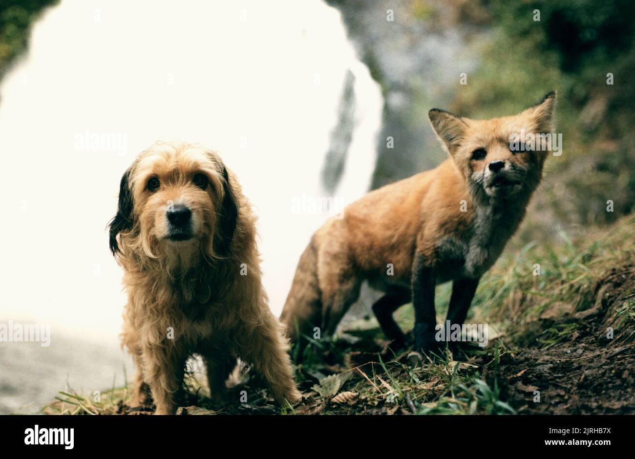 Benji the hunted immagini e fotografie stock ad alta risoluzione - Alamy