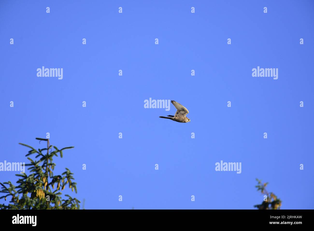 Cacciatore aereo a volo veloce immagini e fotografie stock ad alta ...