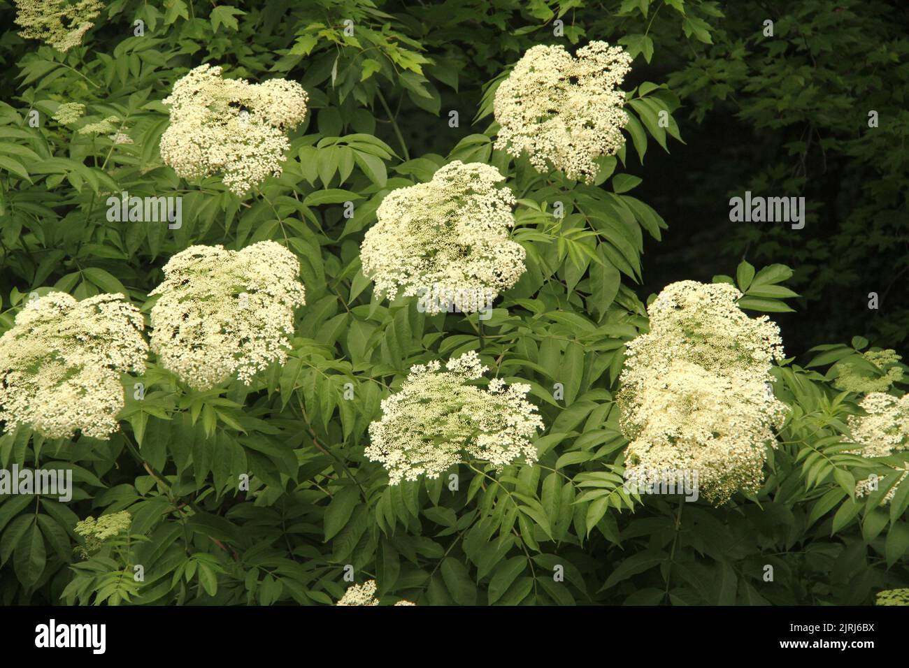 Sambuco in fiore immagini e fotografie stock ad alta risoluzione - Alamy