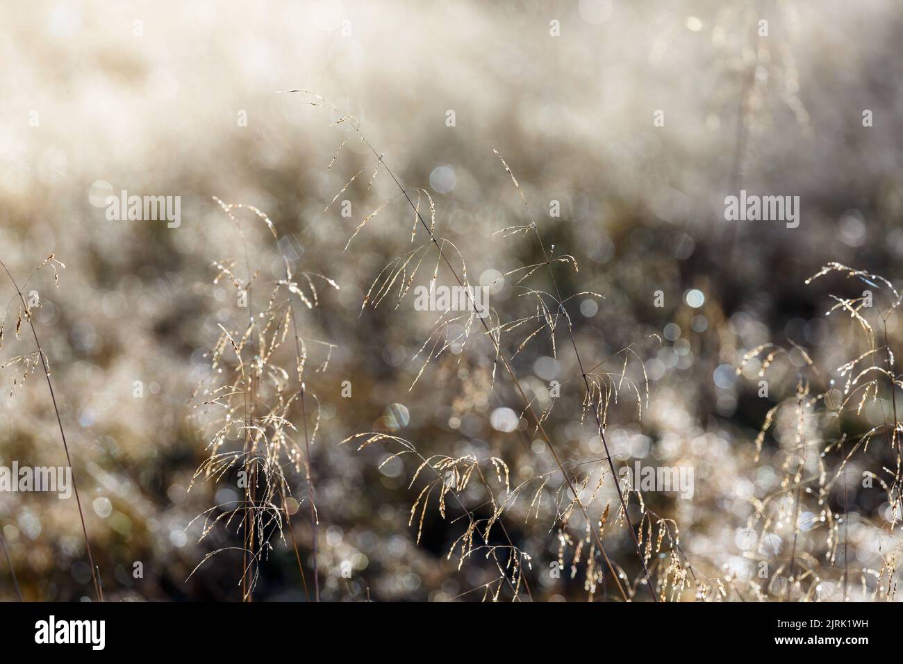 Erba fradicia e bagnata immagini e fotografie stock ad alta risoluzione ...