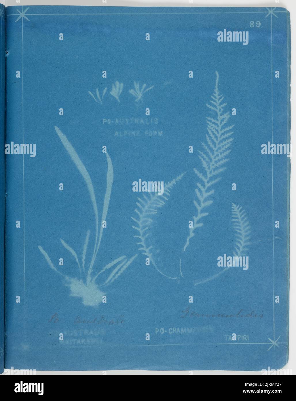 Polypodium australis alpine form immagini e fotografie stock ad alta ...