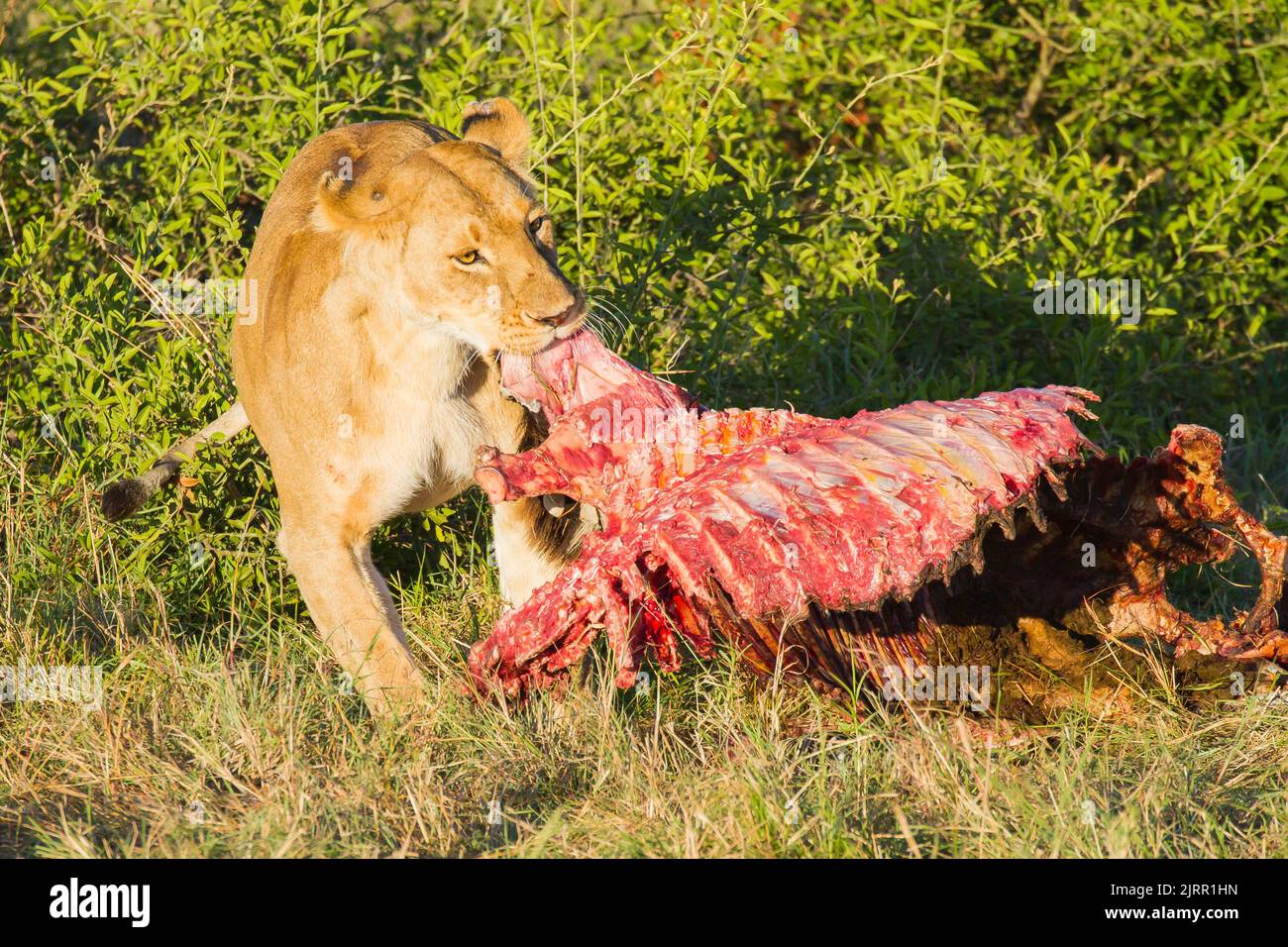 Lioness feeding immagini e fotografie stock ad alta risoluzione - Alamy