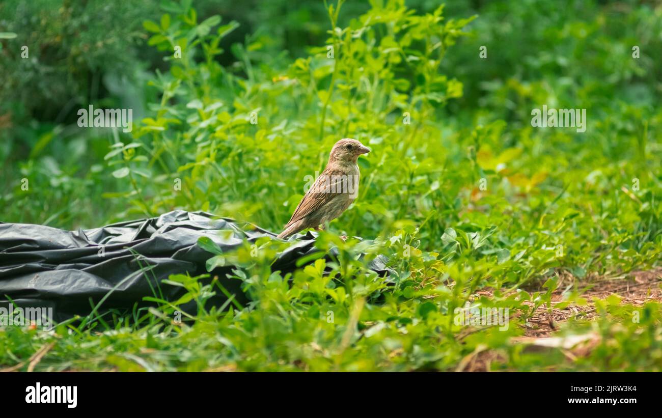 Passeri in natura immagini e fotografie stock ad alta risoluzione - Alamy