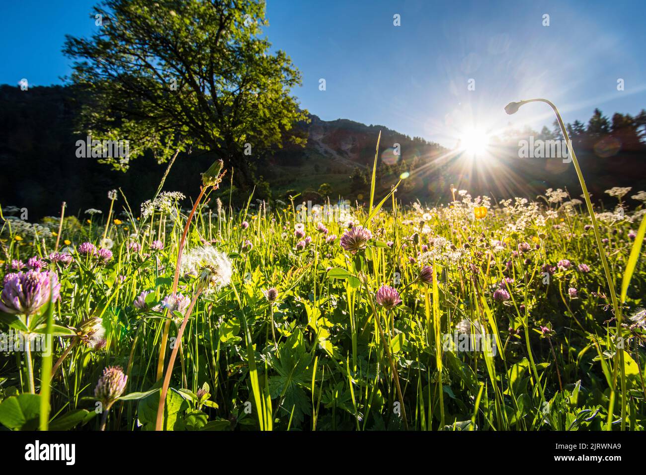 La luce del sole serale splende immagini e fotografie stock ad alta ...