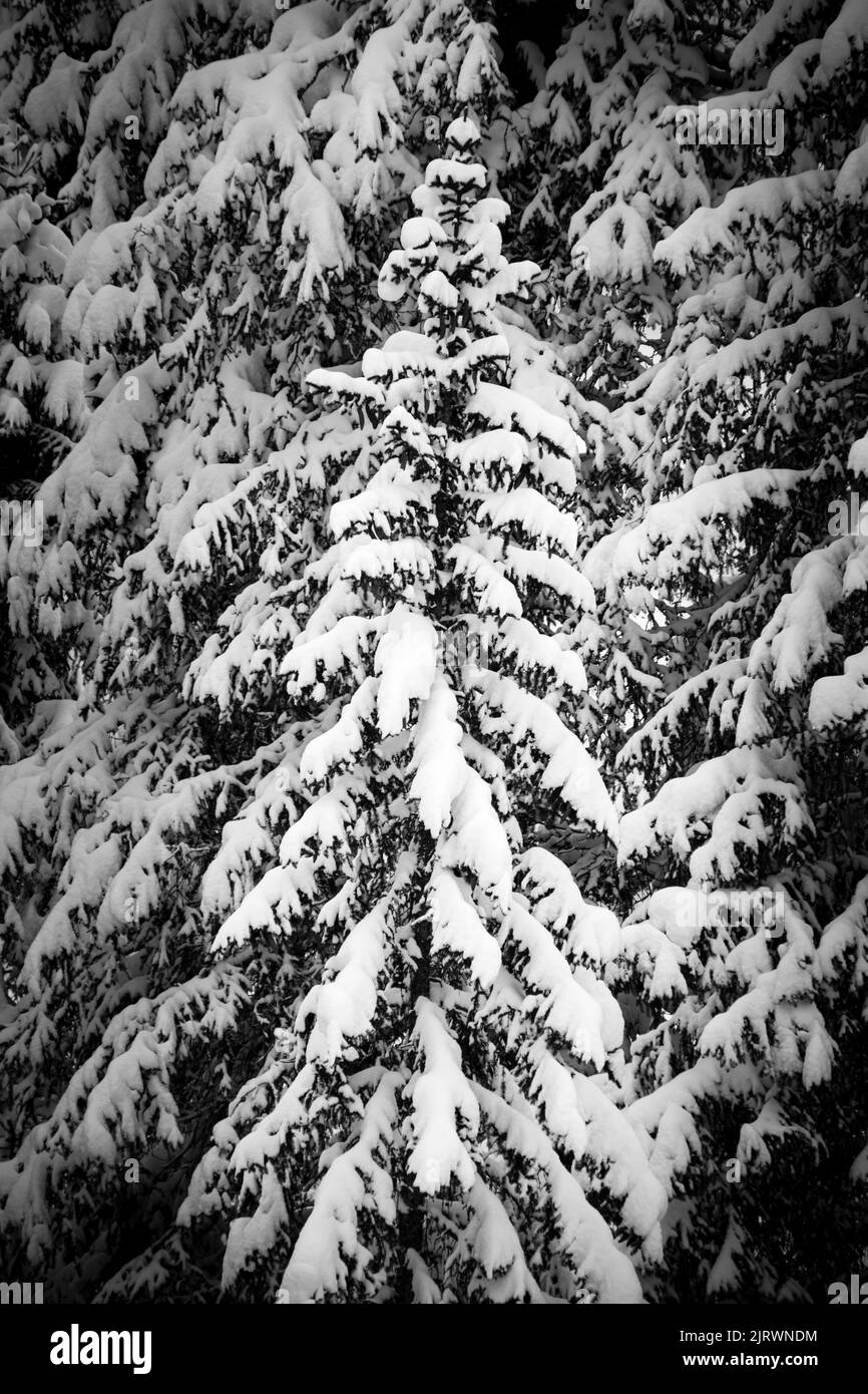 Pini in bianco e nero immagini e fotografie stock ad alta risoluzione ...
