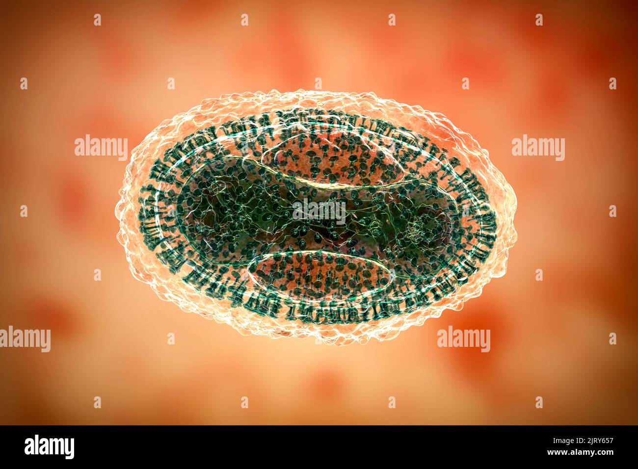 Virus del vaiolo, illustrazione Foto stock - Alamy