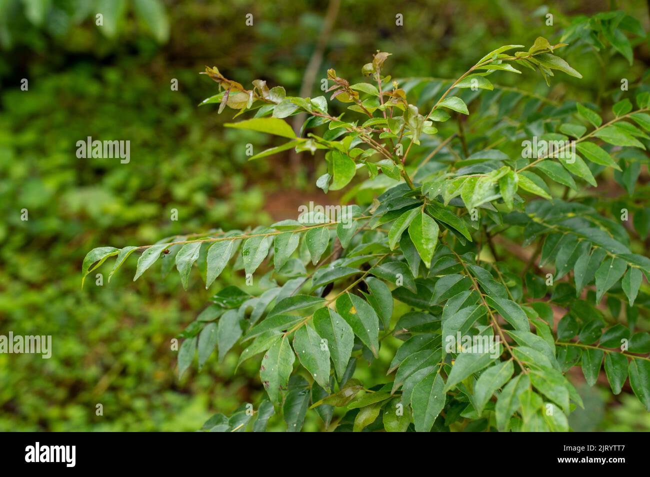 L'albero delle foglie di curry è un albero tropicale a subtropicale ed ...