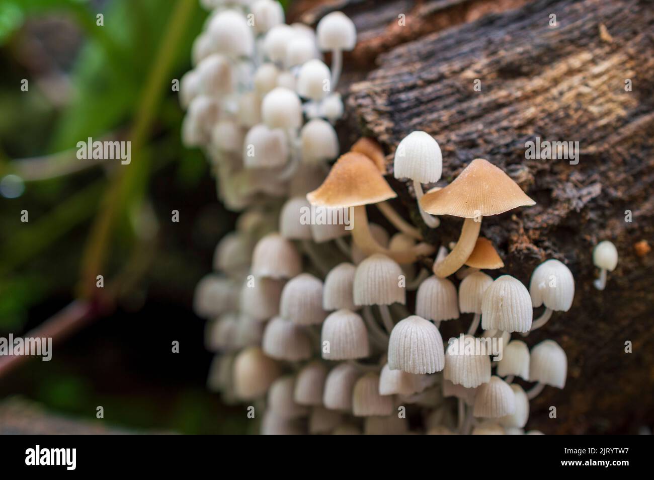 Corpo fruttifero con spore di un fungo immagini e fotografie stock ad ...