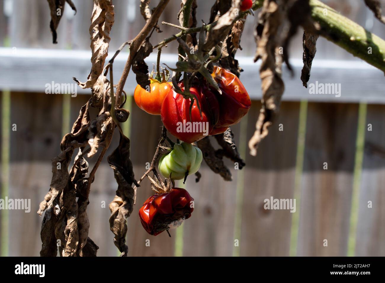 Pianta di pomodoro morente fuori in giardino con problema fungino che ...