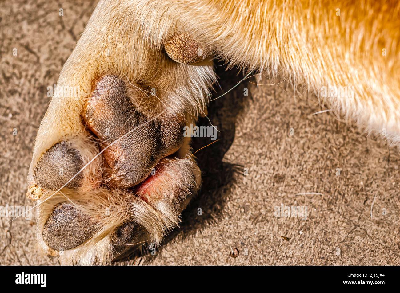 Metacarpo di cane immagini e fotografie stock ad alta risoluzione - Alamy
