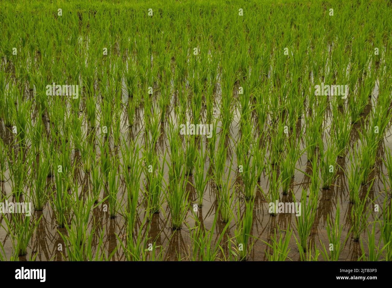 Natura e risaie immagini e fotografie stock ad alta risoluzione - Alamy