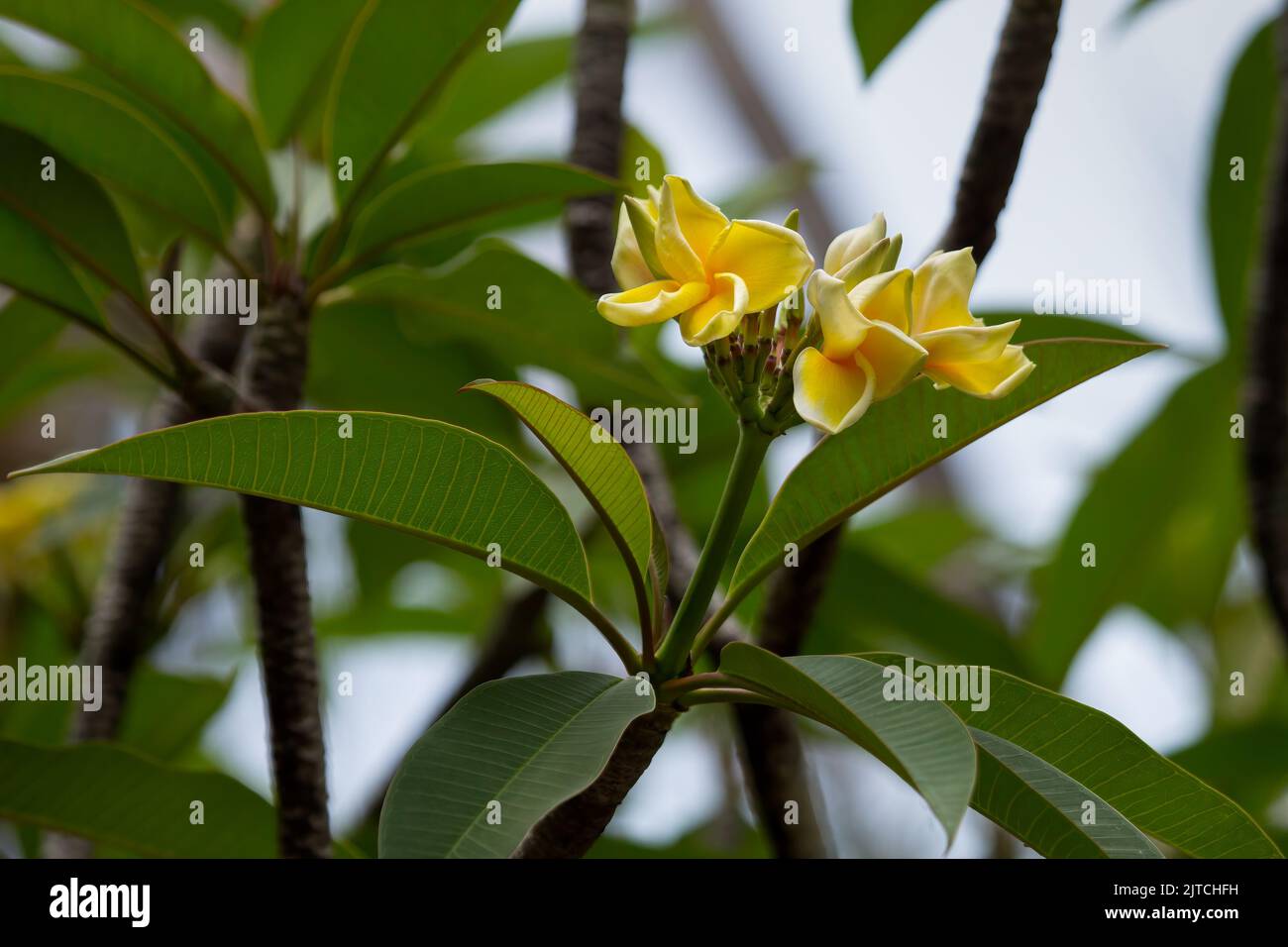 Fiori gialli di frangipane immagini e fotografie stock ad alta ...