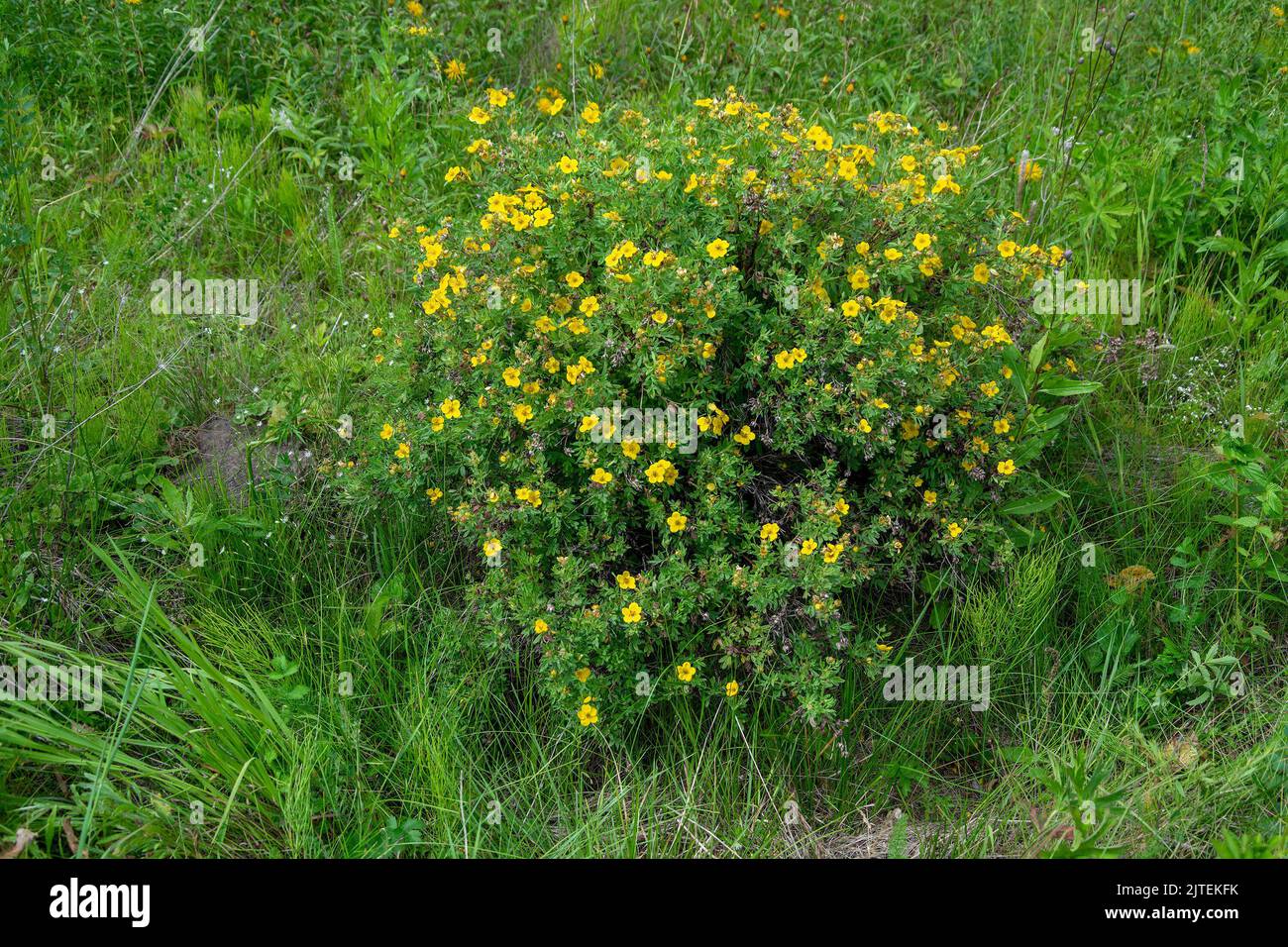 Lapchatka arbustiva immagini e fotografie stock ad alta risoluzione - Alamy