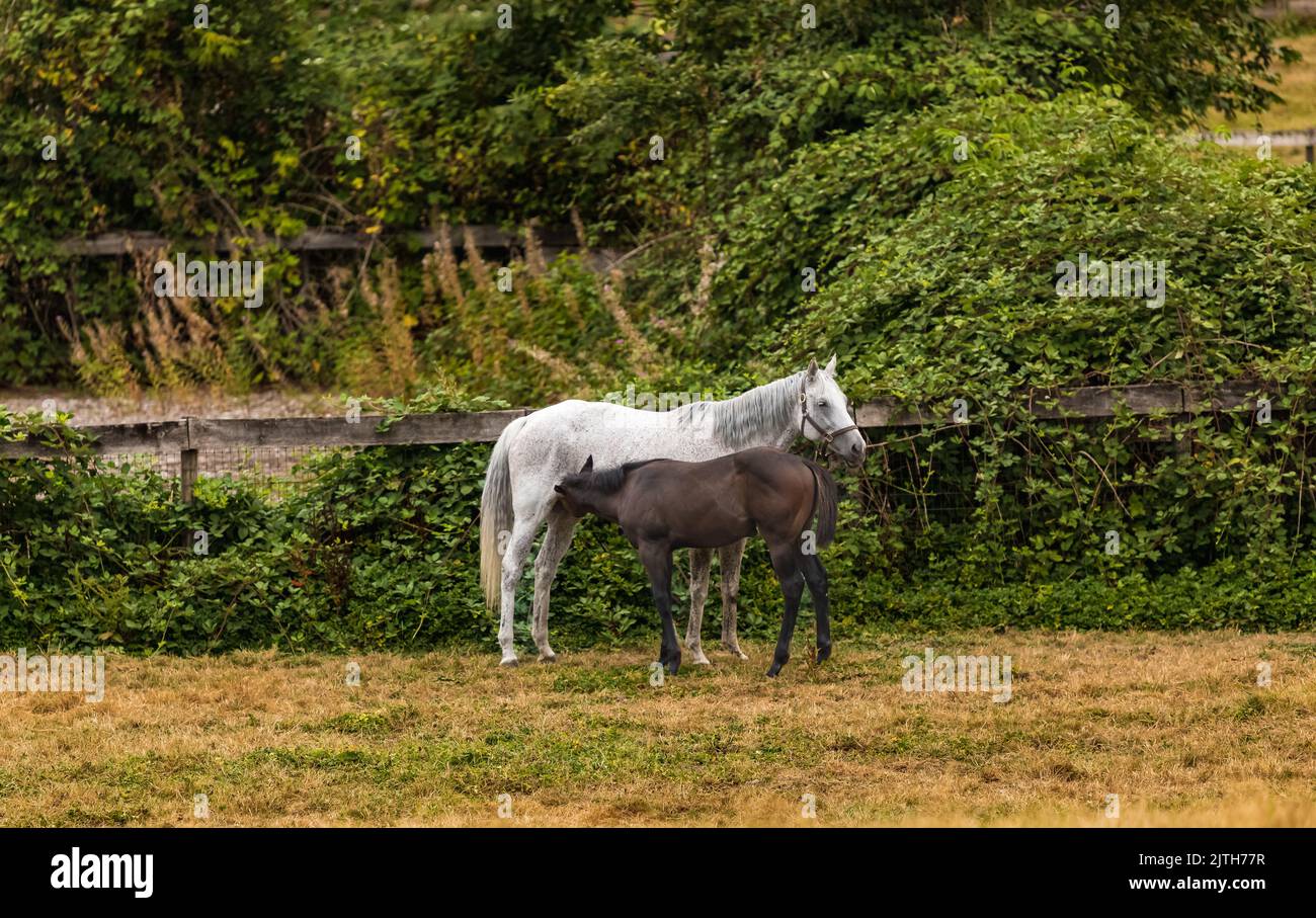 Il cavallo del bambino del foal che allatta dal cavallo della madre del ...