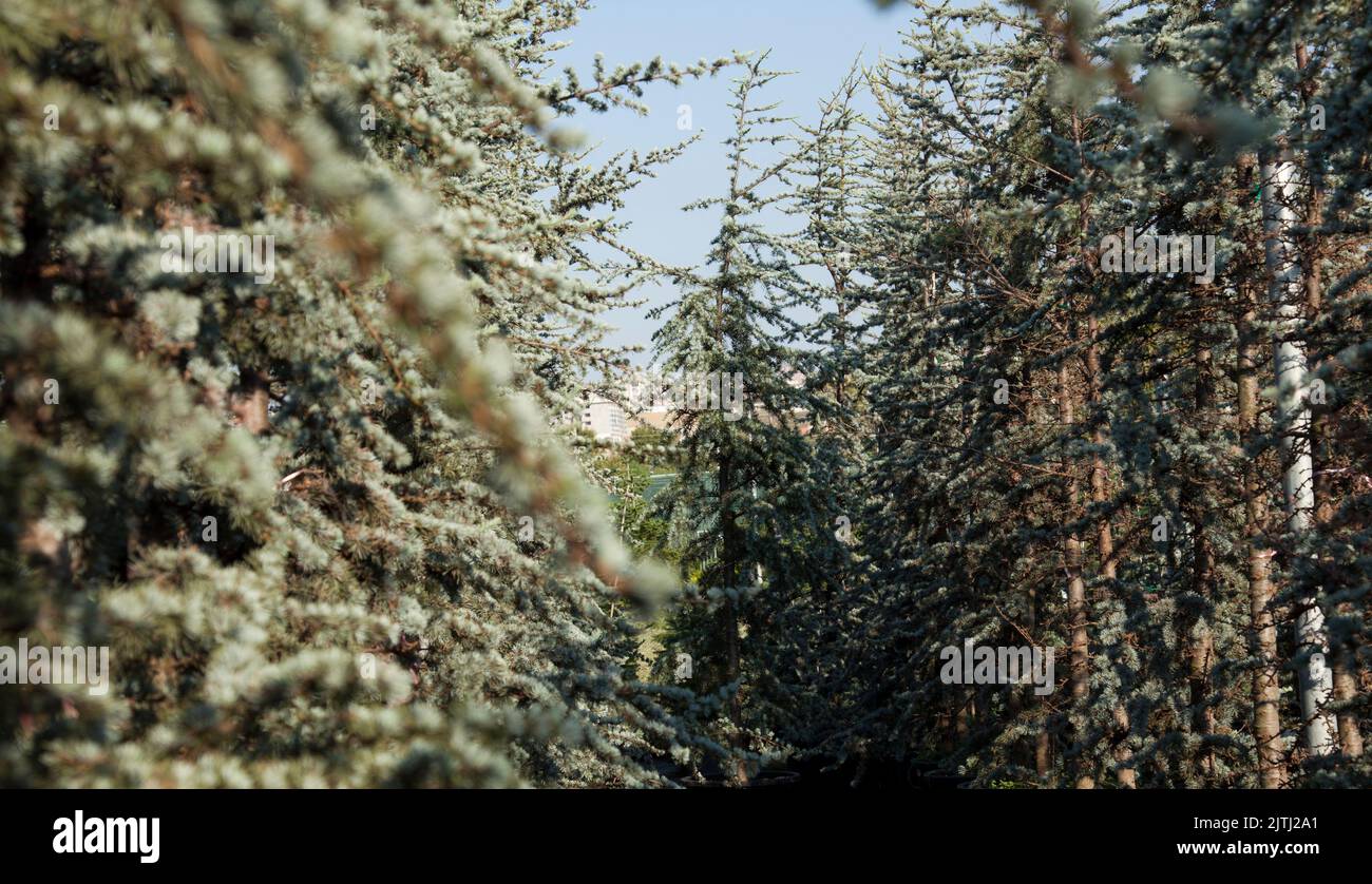 Pianta di cedro immagini e fotografie stock ad alta risoluzione - Alamy
