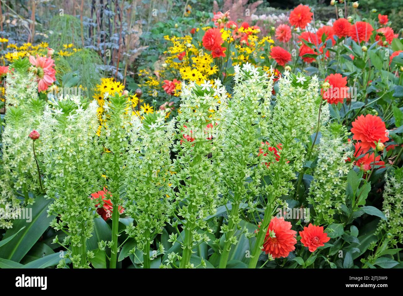 Fiore gigante di ananas immagini e fotografie stock ad alta risoluzione ...