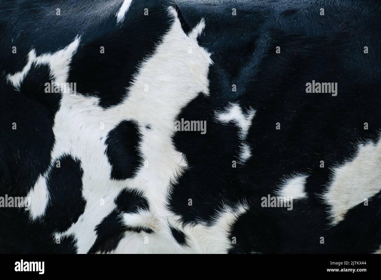 Bovini magri immagini e fotografie stock ad alta risoluzione - Alamy