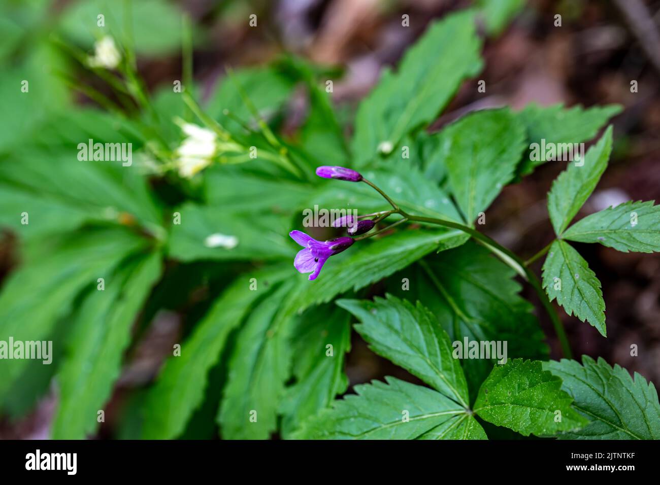 Showy toothwort cardamine pentaphyllos immagini e fotografie stock ad ...