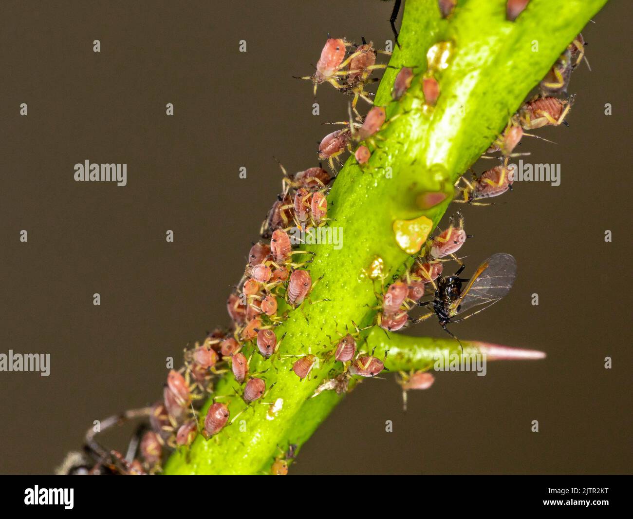 Afidi o pidocchi di pianta sono insetti piccoli che alimentano su linfa ...