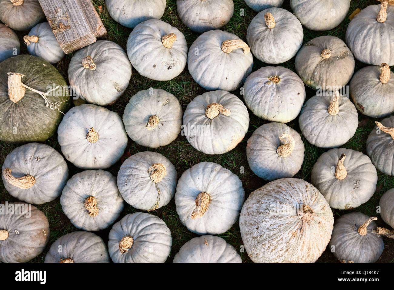 Pelle di zucca pallida immagini e fotografie stock ad alta risoluzione ...